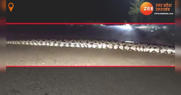 Ajgar Ka Video 10 feet giant python seen crossing road in lalitpur ...