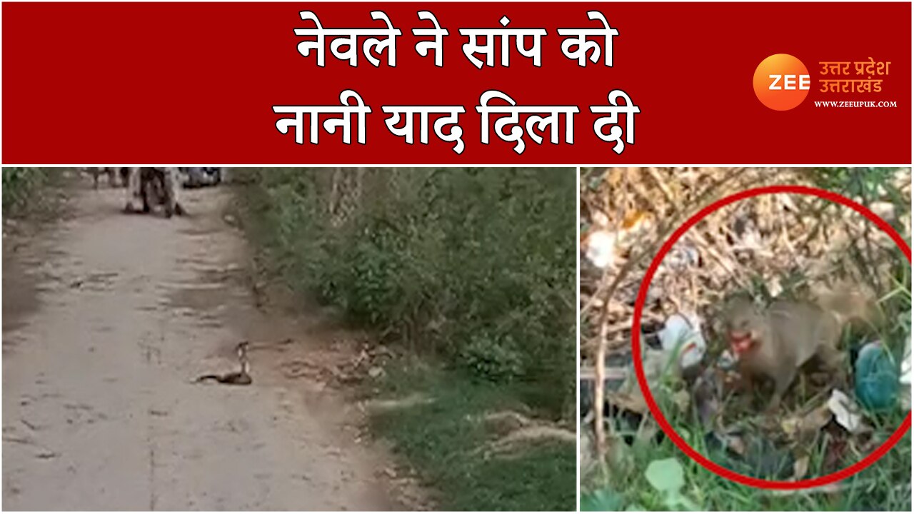 Nevla Sanp Ki Ladai Viral Video Manhoose Sake Fight PRUP | Snake Fight ...