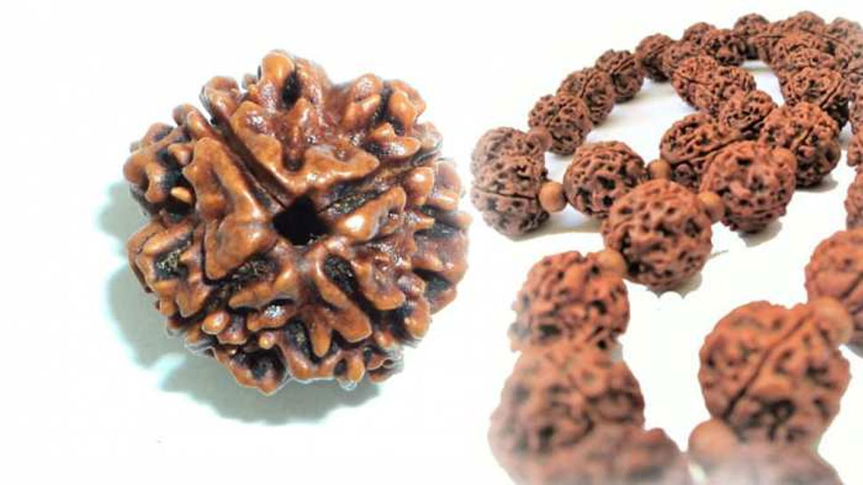 Rudraksha Origin and wearing importance | Rudraksh: जानें आखिर कैसे हुई ...