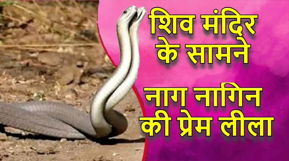 In the month of Sawan, the snakes of the serpent near the shivlinga the ...