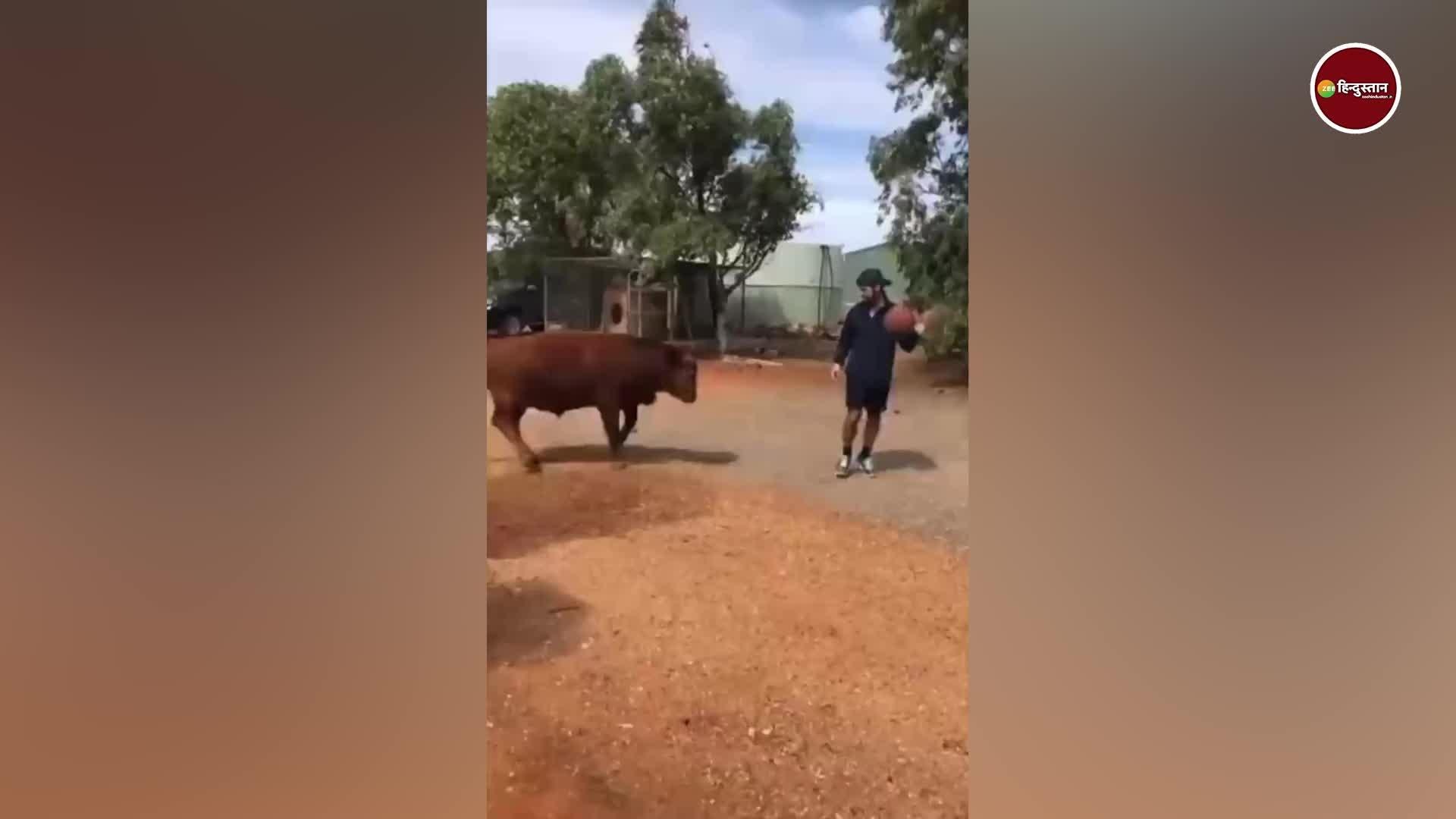 bull plays basketball with man netizens shocked after seeing viral ...