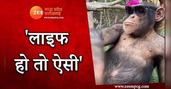 chimpanzee swag Wearing black glasses and eating banana Watch viral ...