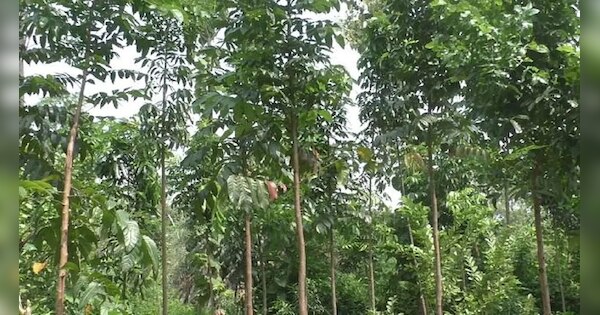 Tree Farming Business grow mahogany gamhar safeda sagwan sandalwood ...
