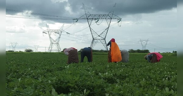 Chaksu Dams and ponds are lying empty even after drizzling rain this ...