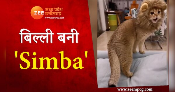 Viral Video cute cat become simba lion king dnzmp | बिल्ली बनी 'Simba ...