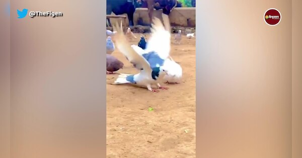 amazing viral video of pigeon performing backflip video went viral ...