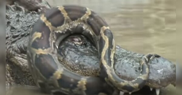 snakes fight python attack on alligator crocodile fights back and ...