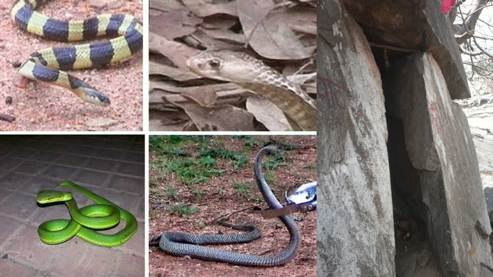 Chhattisgarh Jashpur Kotebira Cave snake settlement Know story of ...