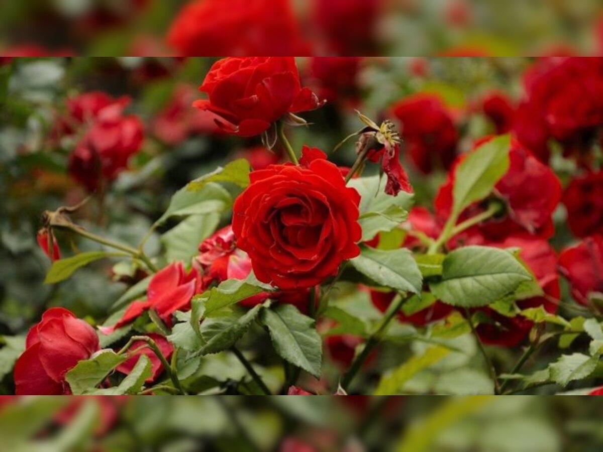 Flower Plant Tips: घर की इन जगहों पर रख लें ये फूलों वाले पौधे, चुंबक ...