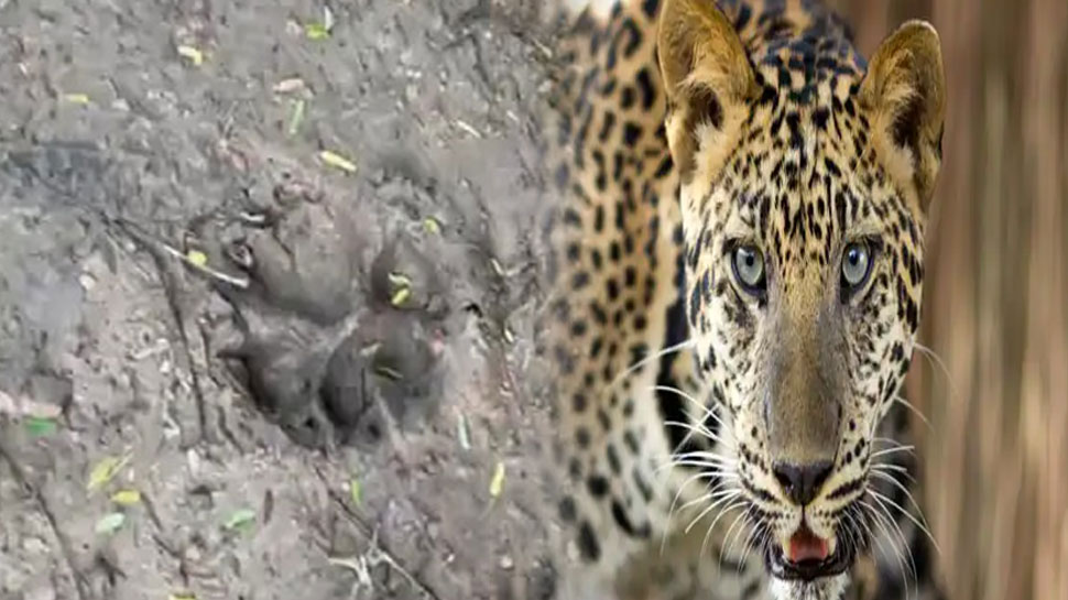 Kapasan After the movement of panther team of forest department reached ...