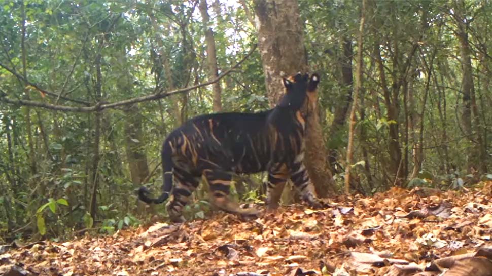 A good news came amidst the declining number of tigers in the country ...