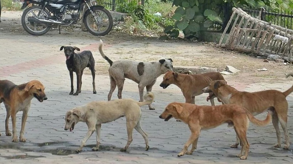 kanpur dehat Terror of dogs stray dog killed 55 sheep more than 1 dozen ...