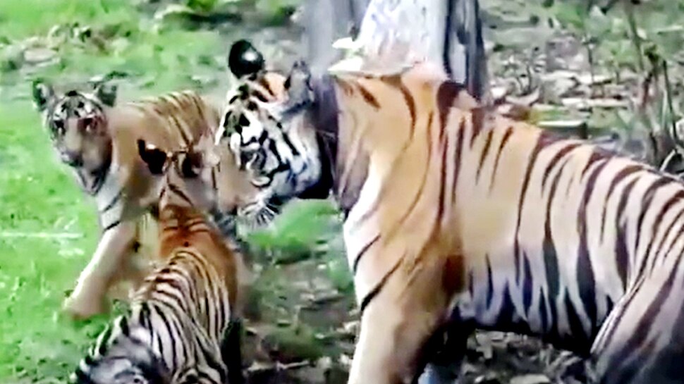 Good news panna tiger reserve tigress P-142 has given birth to two cubs ...