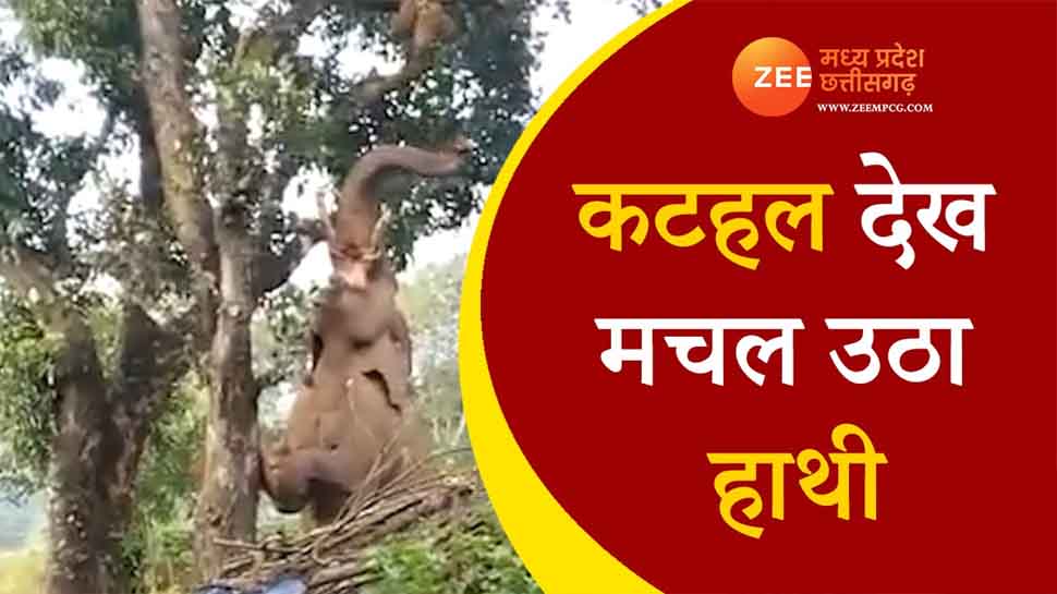 elephant trying break jackfruit from tree hathi kathal ka wild animal ...