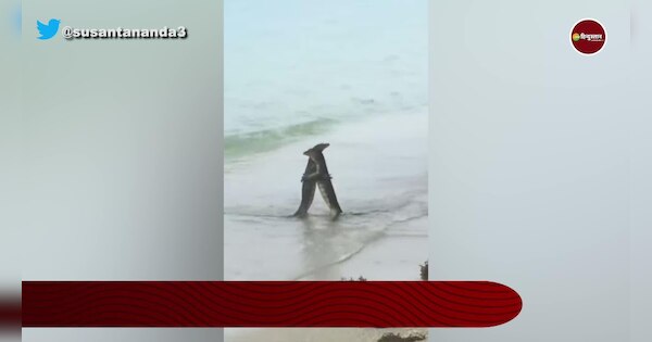 two lizards hugging each other making people say animals know how to ...