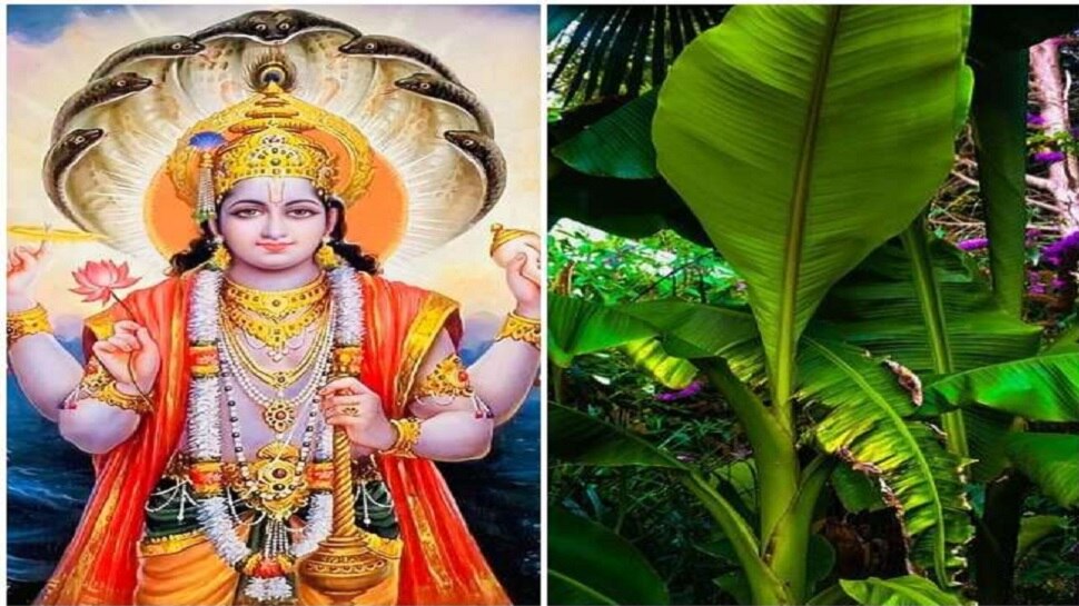 Kela Ped Puja vidhi thursday remedies for money and mental peace banana ...