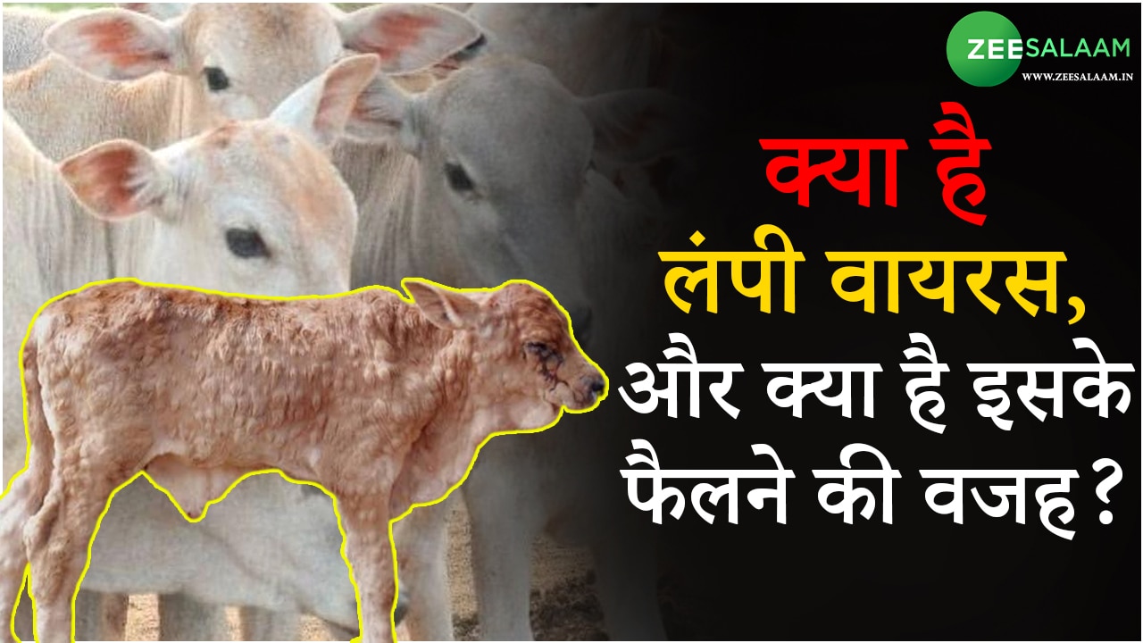 Lumpy Virus Disease, Symptom, Case, skin disease transmission ...