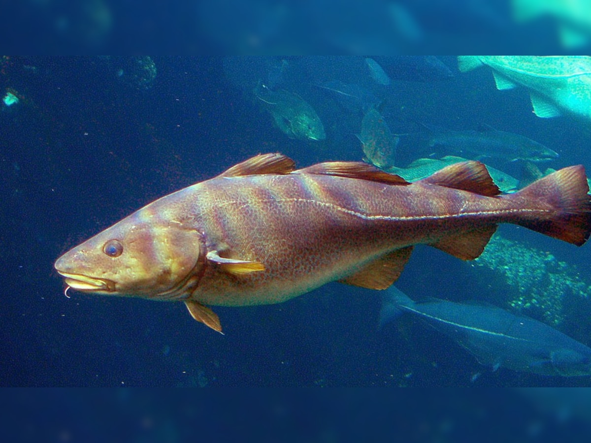 Seafood For Diabetes Patient Salmon Shellfish Tuna Tilapia Cod Trout ...