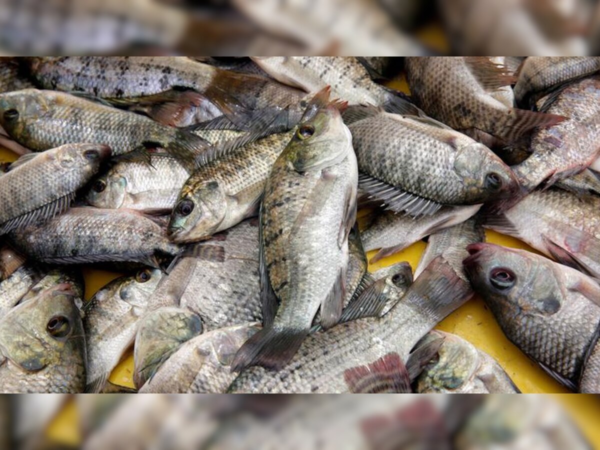 Seafood For Diabetes Patient Salmon Shellfish Tuna Tilapia Cod Trout ...