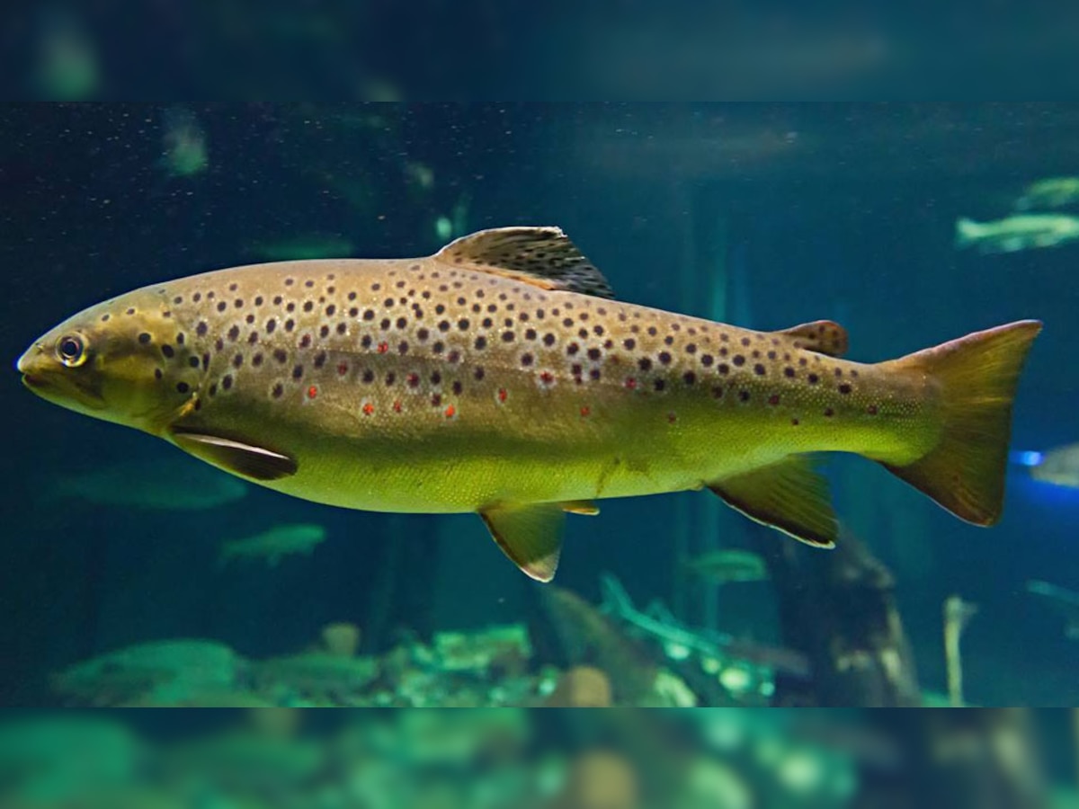 Seafood For Diabetes Patient Salmon Shellfish Tuna Tilapia Cod Trout ...