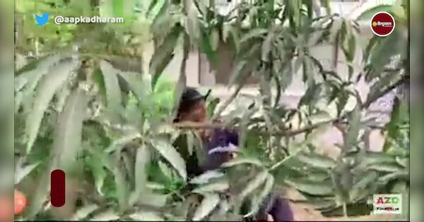 amazing video of actor Dharmendra shares glimpse of his beautiful farm ...