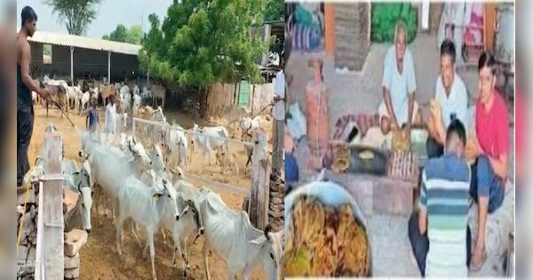 In Osian cows are spreading fast skin disease campaign for treatment ...