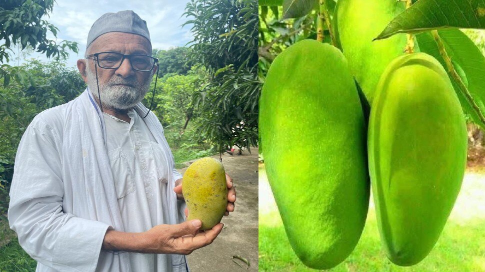 Mango Man Haji kalimullah prepared a new variety of mango in Malihabad ...