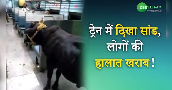 Bull on train: Bull seen traveling in this train of Bihar, people are ...