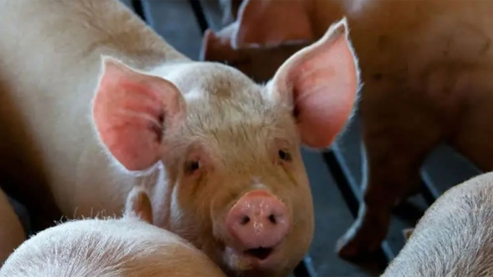 Scientists restore cell organ function in pigs after death, organ ...