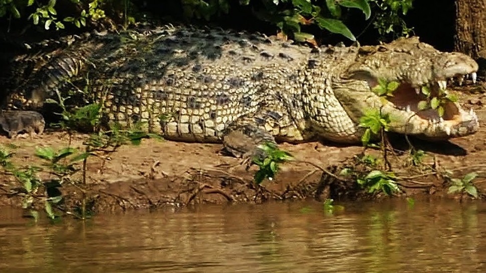 crocodile farming in odisha going successful