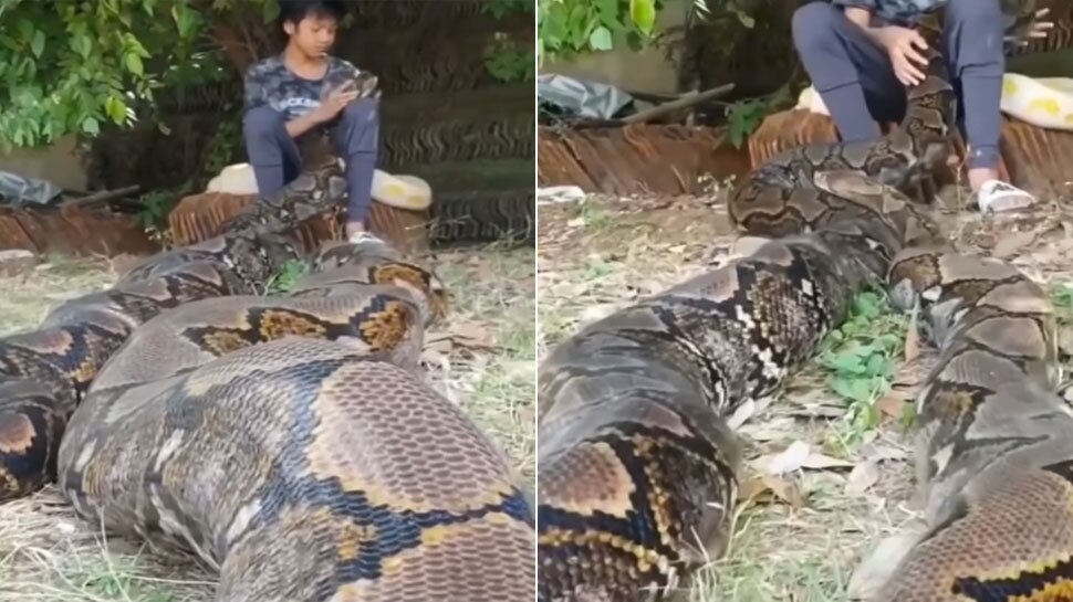 girl holding big dangerous python snake video trending ajgar viral ...