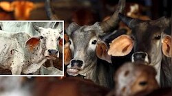 Lumpy Virus Outbreak की ताज़ा खबरे हिन्दी में | ब्रेकिंग और लेटेस्ट ...