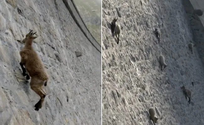 mountain goats video viral runnig on the straight wall of the dam viral ...