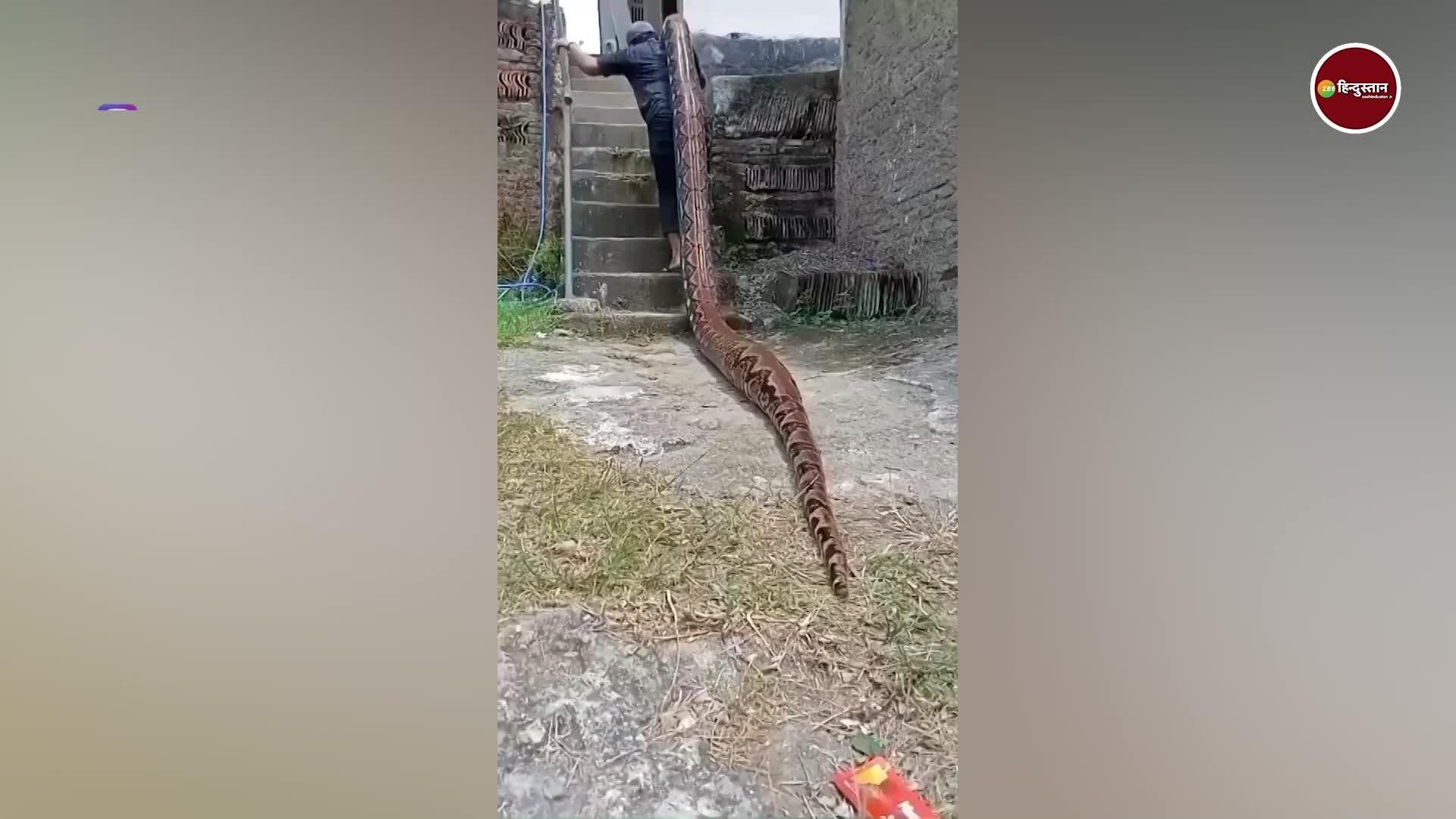 horrific trending video of a man carrying a giant python on his ...