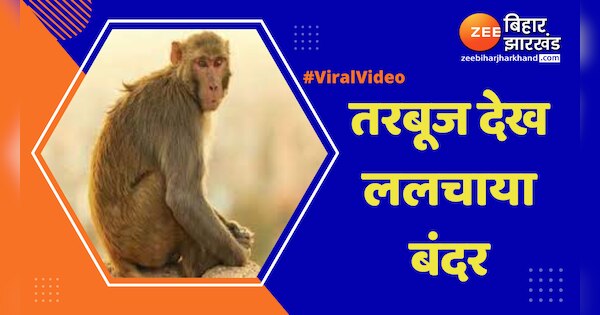 Monkey tempted to see watermelon video viral on social media | तरबूज ...