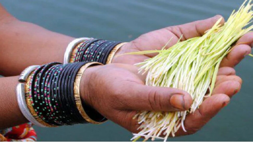 Bhujriya 2022: आज मनेगा भुजरिया पर्व! जानें क्‍यों एक-दूसरे को बांटी ...