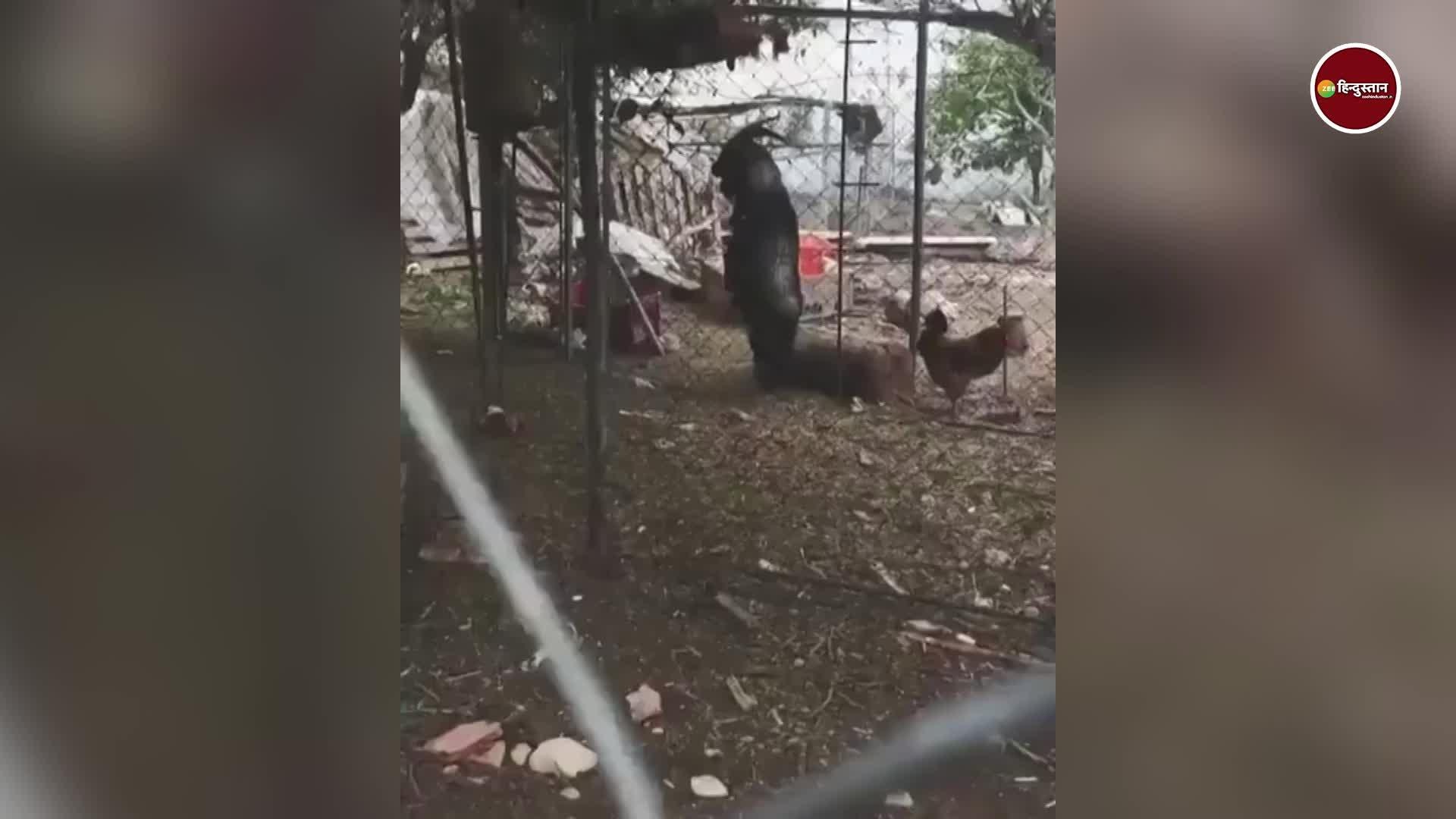 weird trending video of a goat walking on two legs like human being ...