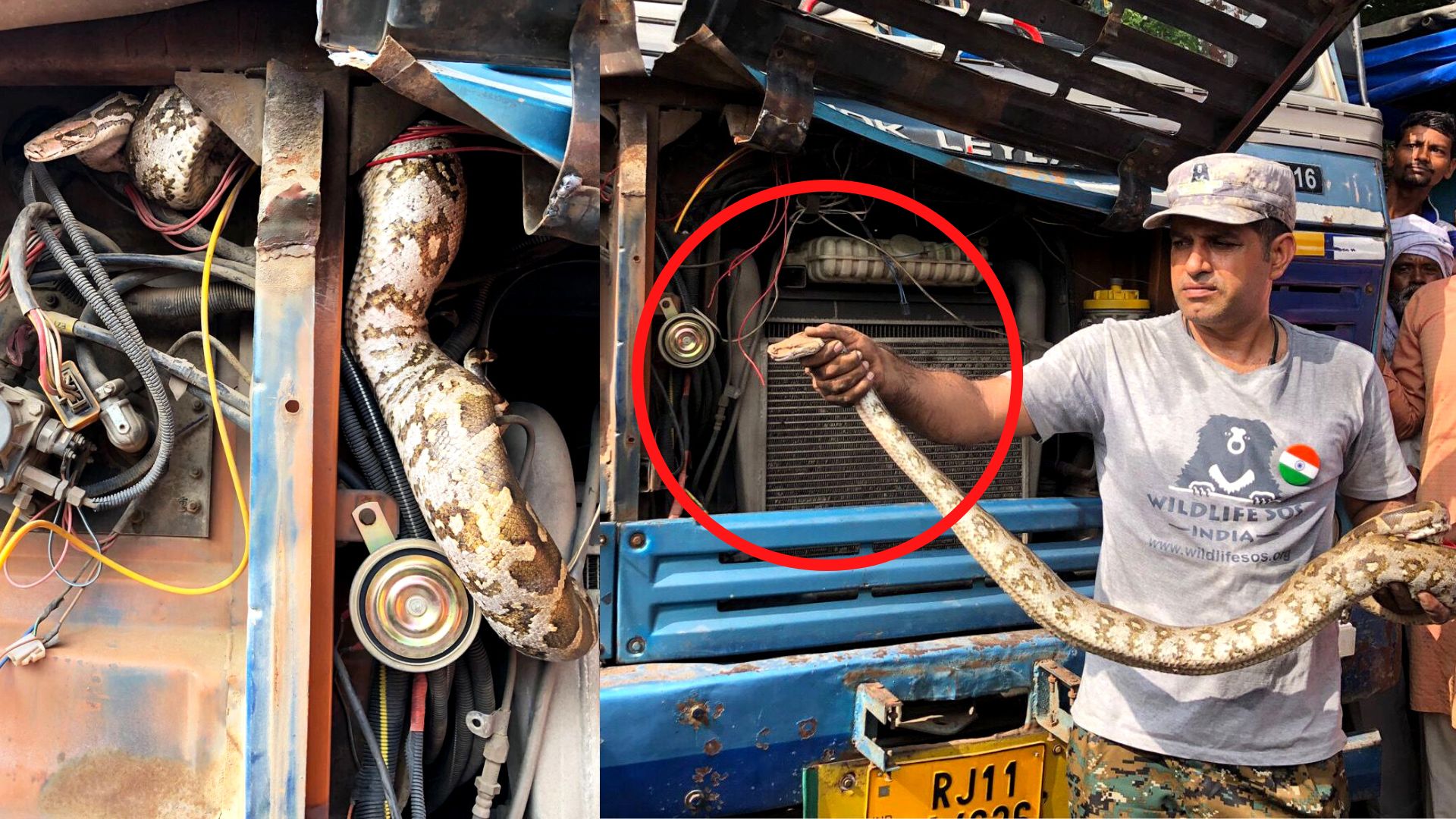 Mathura up python Azgar truck me snake wild life video snake rescue ...