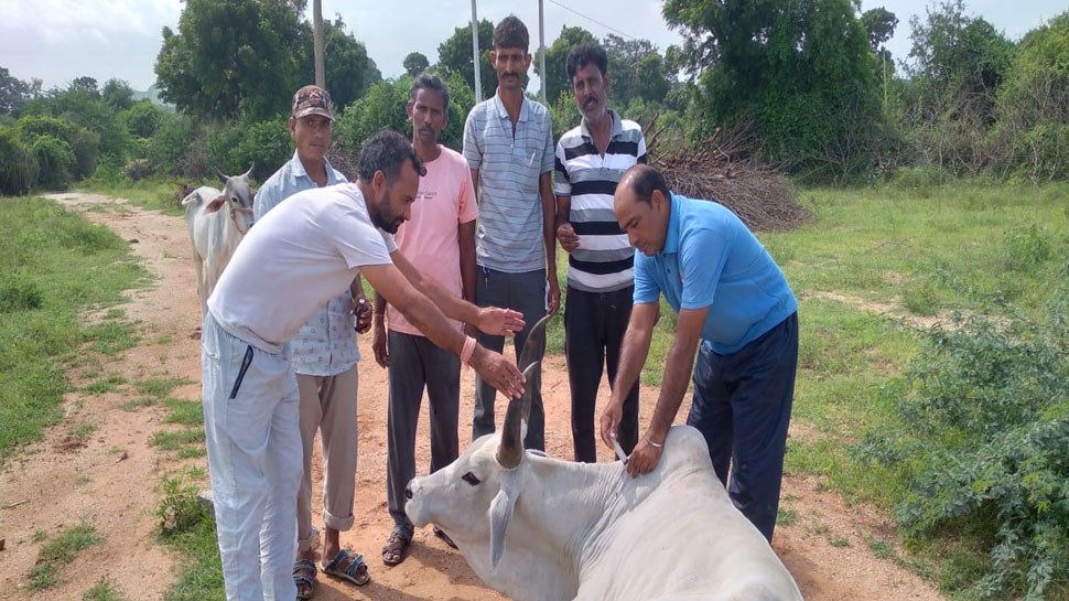 Sirohi Gausevaks and social workers are serving cows suffering from ...