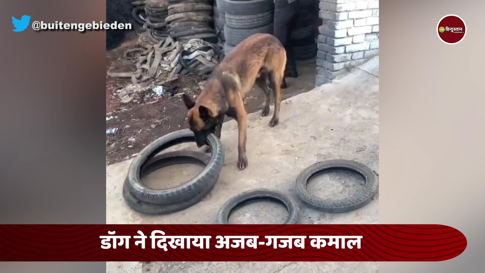 Smart dog helps his human how to carry four tires in one bite video ...