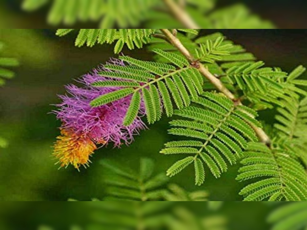 Tree Worship Benefits: इन वृक्षों में होता है देवताओं का वास, जानें किस ...