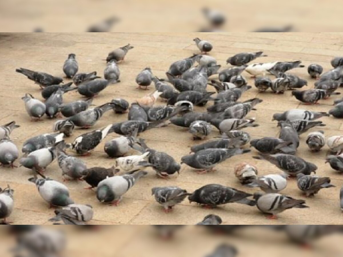 Astrology remedies to get job how to get need job immediately lal kitab ...