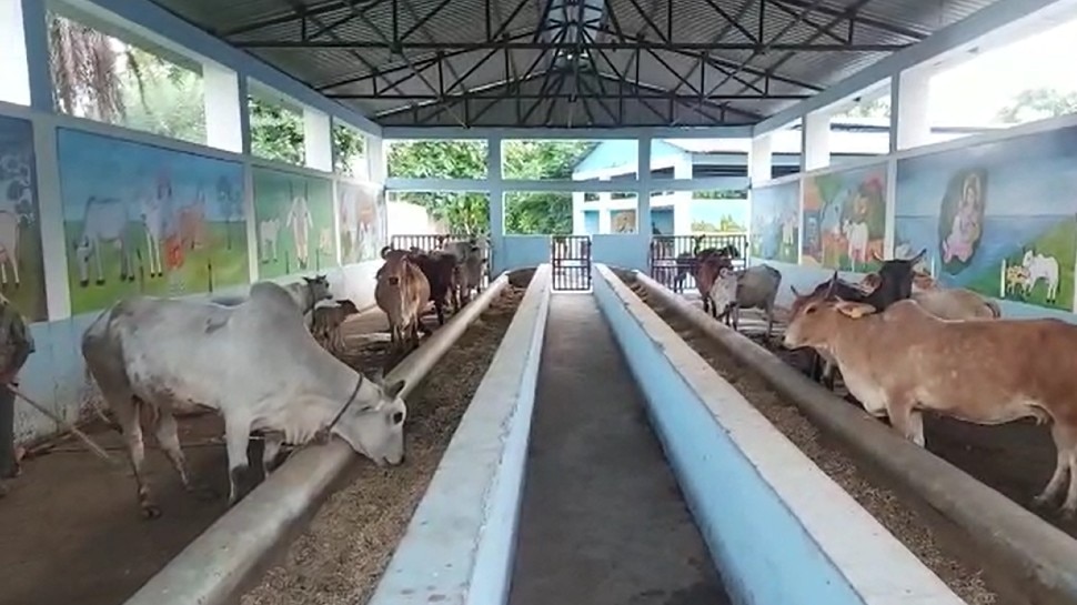 jhansi Municipal Corporation unique plan to improve cows breed ...