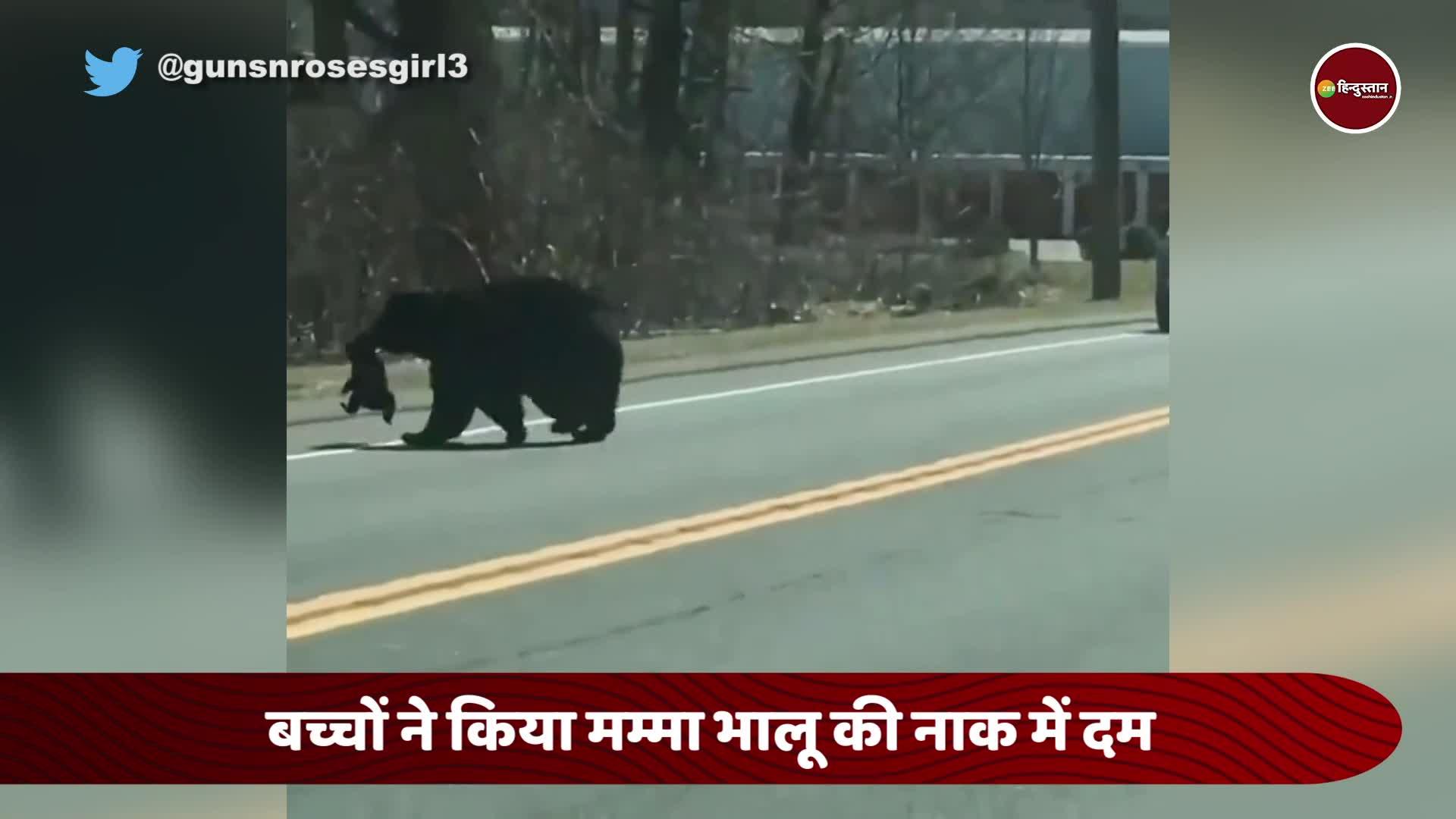 four baby bears fighting with each other viral | भालू का इससे क्यूट ...