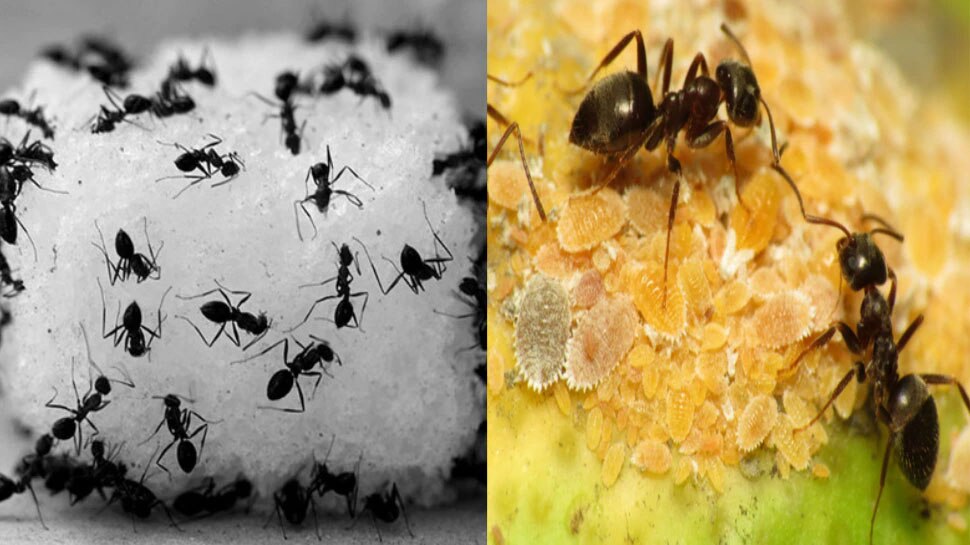 Lucky Ants Signal black ants in house then big change is going to ...