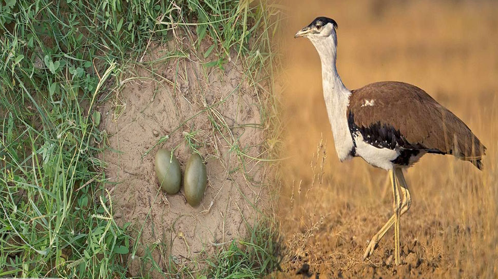 Godavans extended family 15 female Godavan laid eggs soon the chicks ...