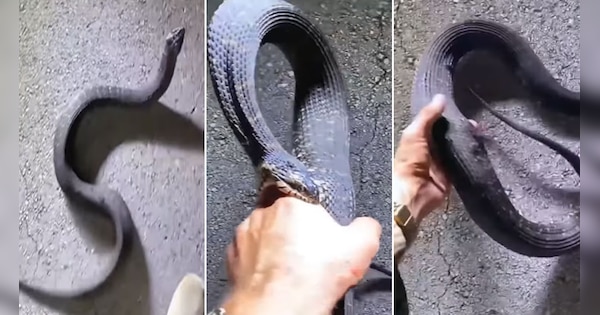 snake attack on man catching him water snake dangerous attack made hand ...