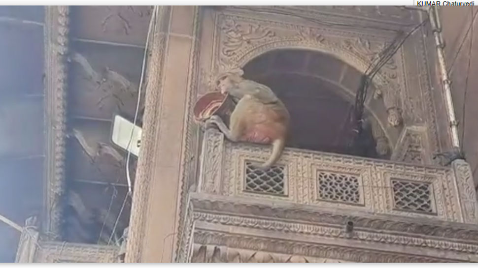 Monkeys Terror in Mathura after glasses of DM monkey flew away with cap ...