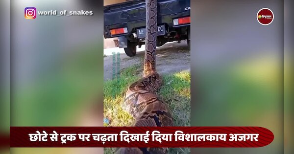 shocking viral video of giant python entering small truck stunned netizens | ट्रक पर चढ़ते अजगर ...