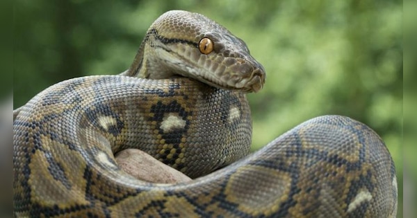 man clicking selfie with dangerous python snake on camera viral ...